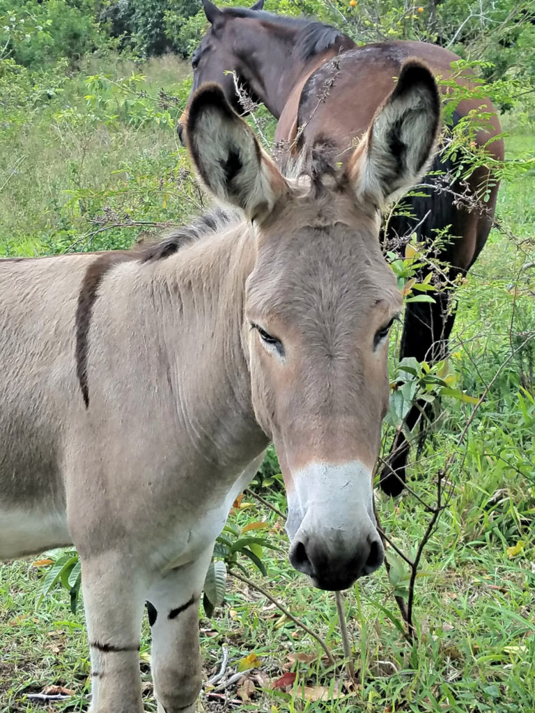 Wait. A donkey? | Hawaii's Local Buzz