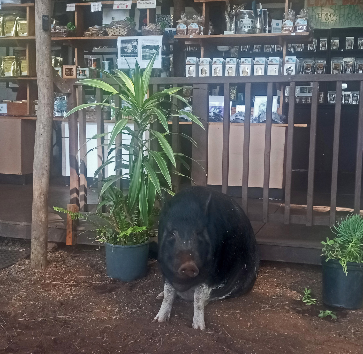 Paradise Meadows Menagerie | Hawaii's Local Buzz